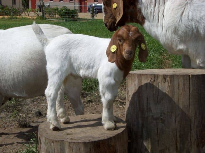 Boergeder – Avl, udstilling og ren hygge - den lokale hjemmeside for ...