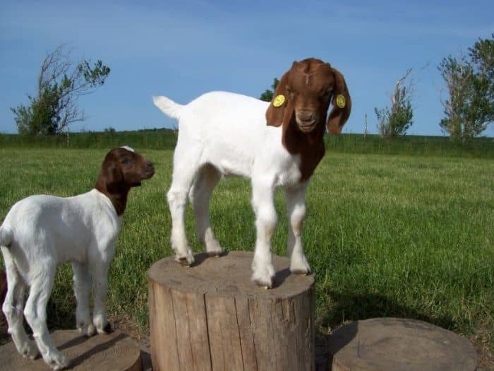 Boergeder – Avl, udstilling og ren hygge - den lokale hjemmeside for ...