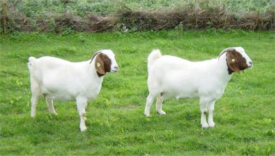 Boergeder – Avl, udstilling og ren hygge - den lokale hjemmeside for ...