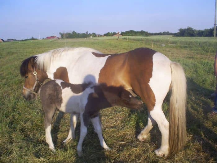 Skal vi have en Islandsk Hest? - den lokale hjemmeside for Skive-egnen Skal vi have en Islandsk Hest? - den lokale hjemmeside for Skive-egnen